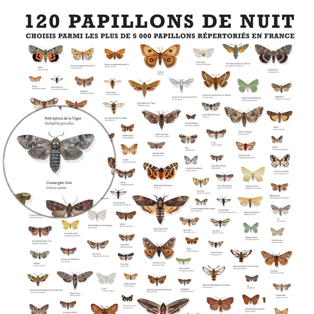 120 PAPILLONS DE NUIT DE FRANCE – boutiquepollinis