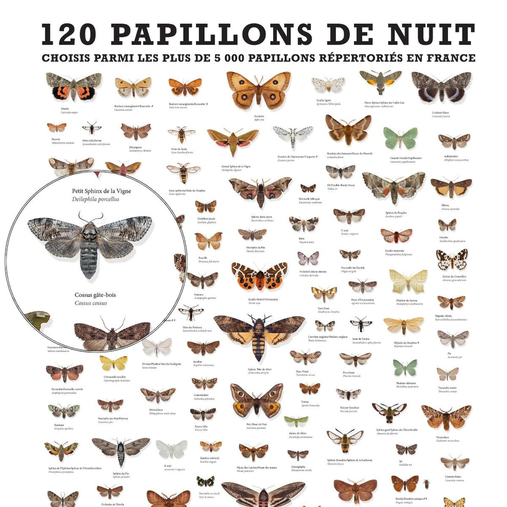120 PAPILLONS DE NUIT DE FRANCE – boutiquepollinis