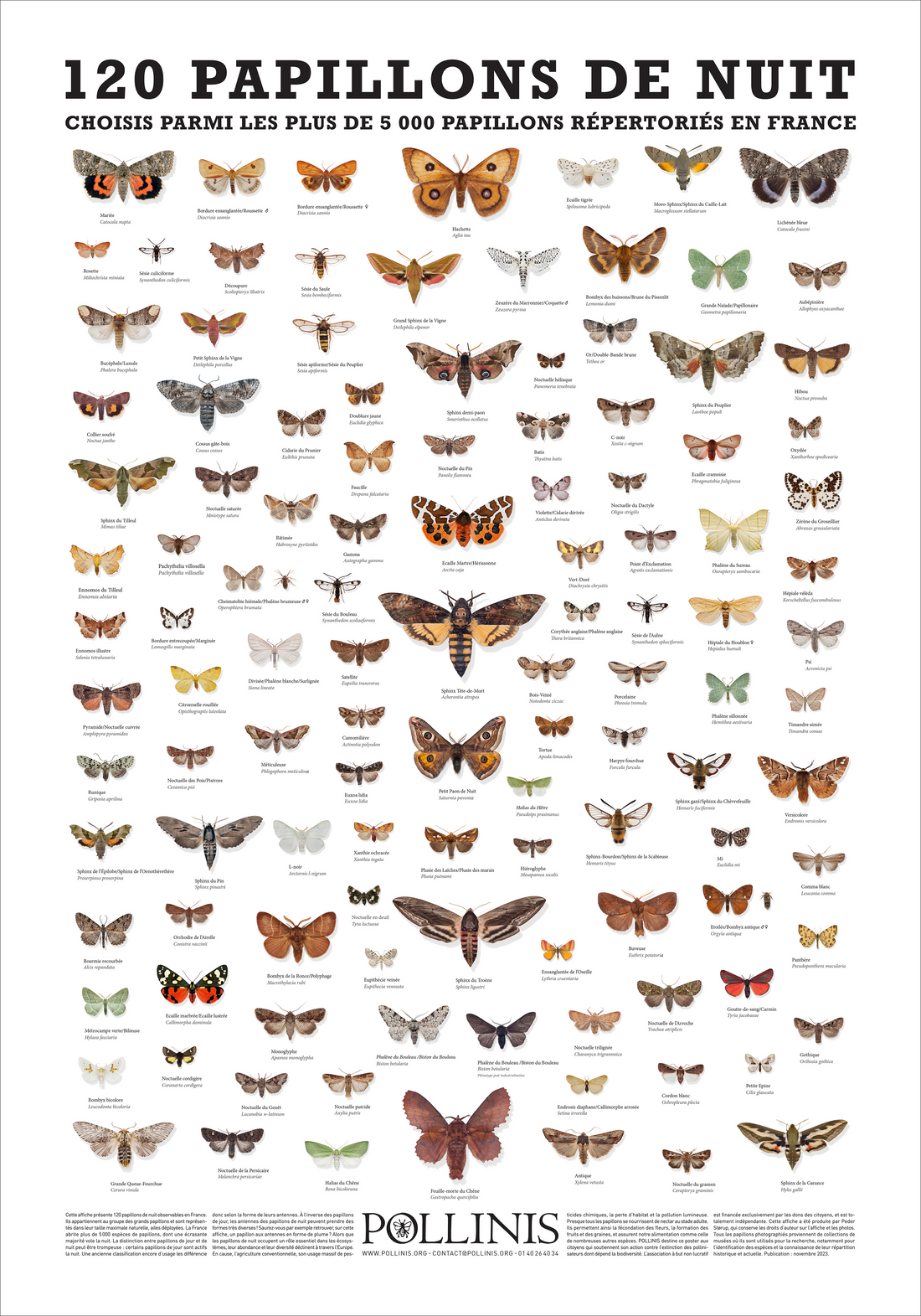 120 PAPILLONS DE NUIT DE FRANCE – boutiquepollinis