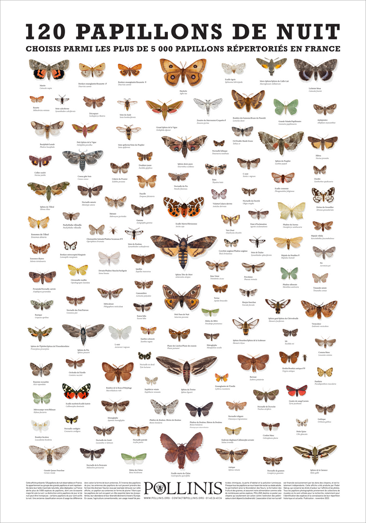 120 PAPILLONS DE NUIT DE FRANCE – boutiquepollinis